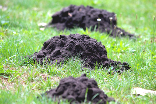 How to Hire a Local Mole Remover - The Dedicated House