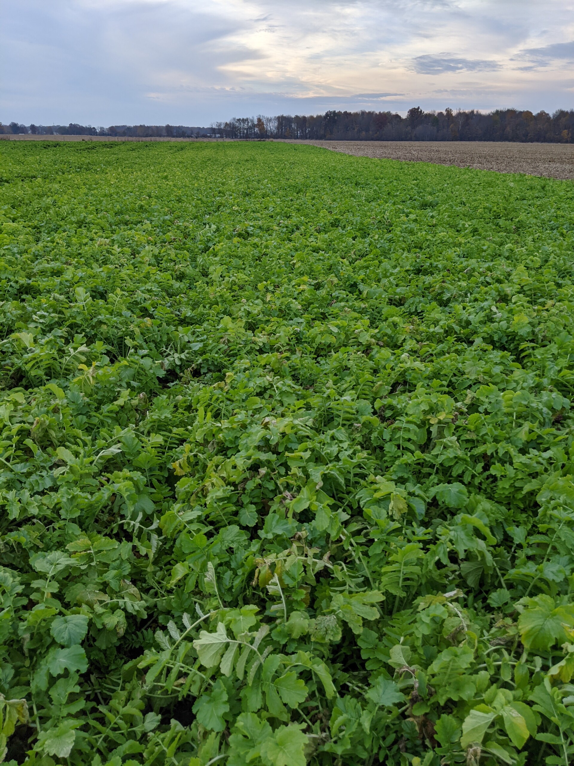 Need to Know About Cover Crops - The Dedicated House