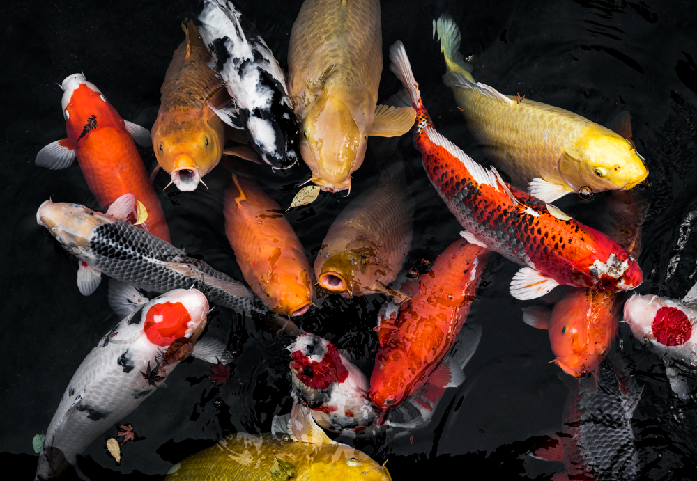Fueling Your Koi for a Vibrant Life - The Dedicated House
